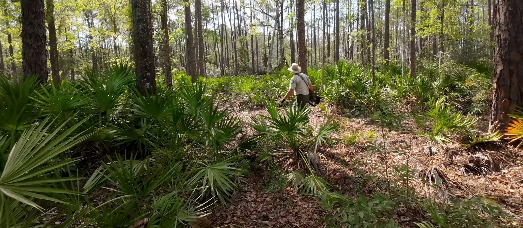 Bugs on trees? – My Florida Forest