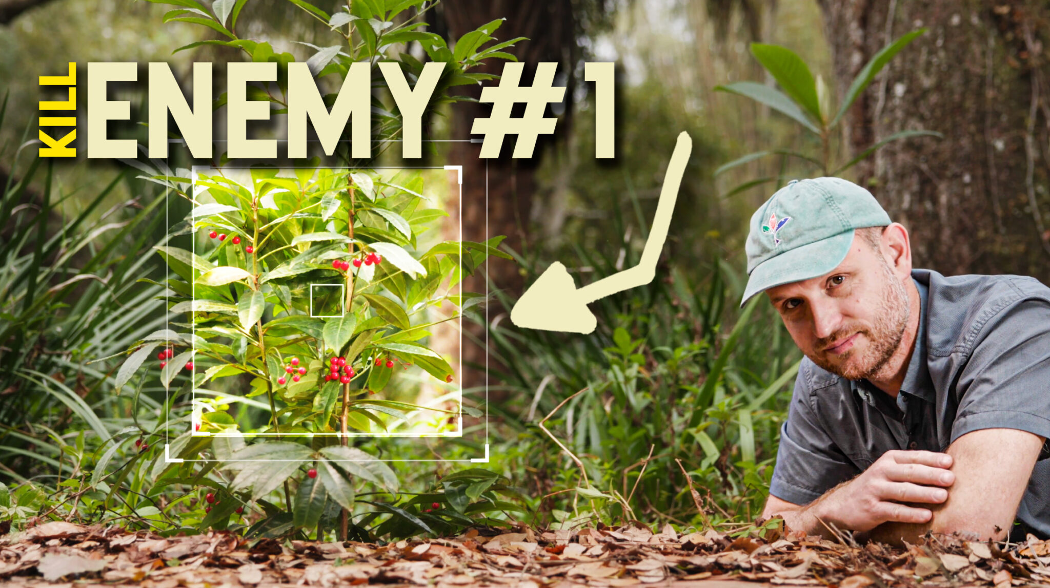 Florida Invasive Plants – My Florida Forest